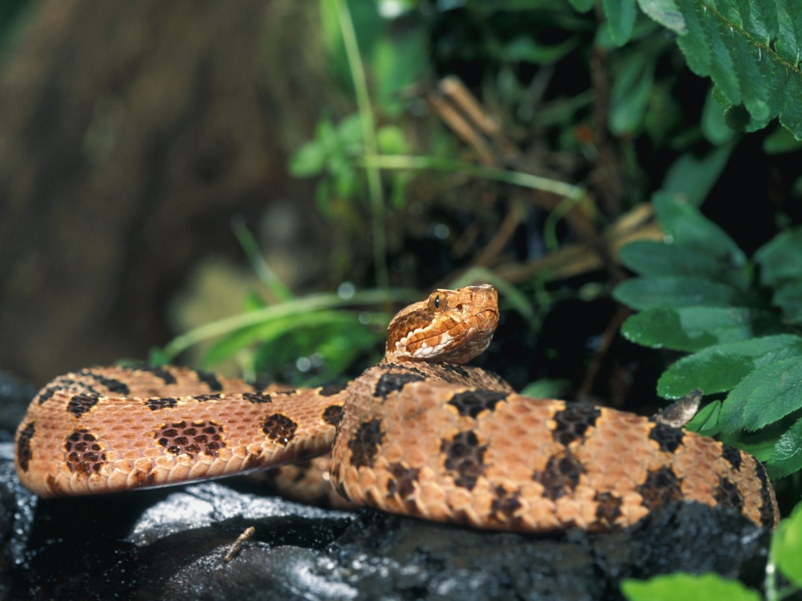 Sneaky snake bites man in US store