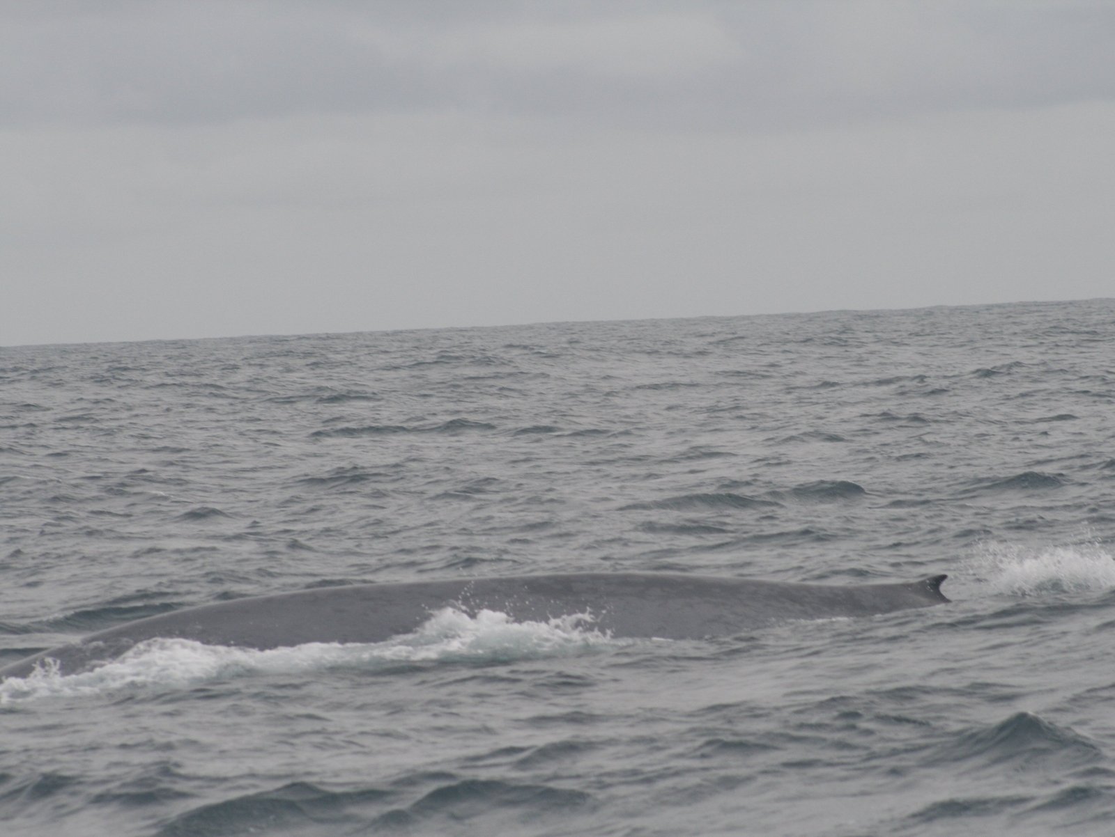 Rare blue whale spotted off Kerry coast