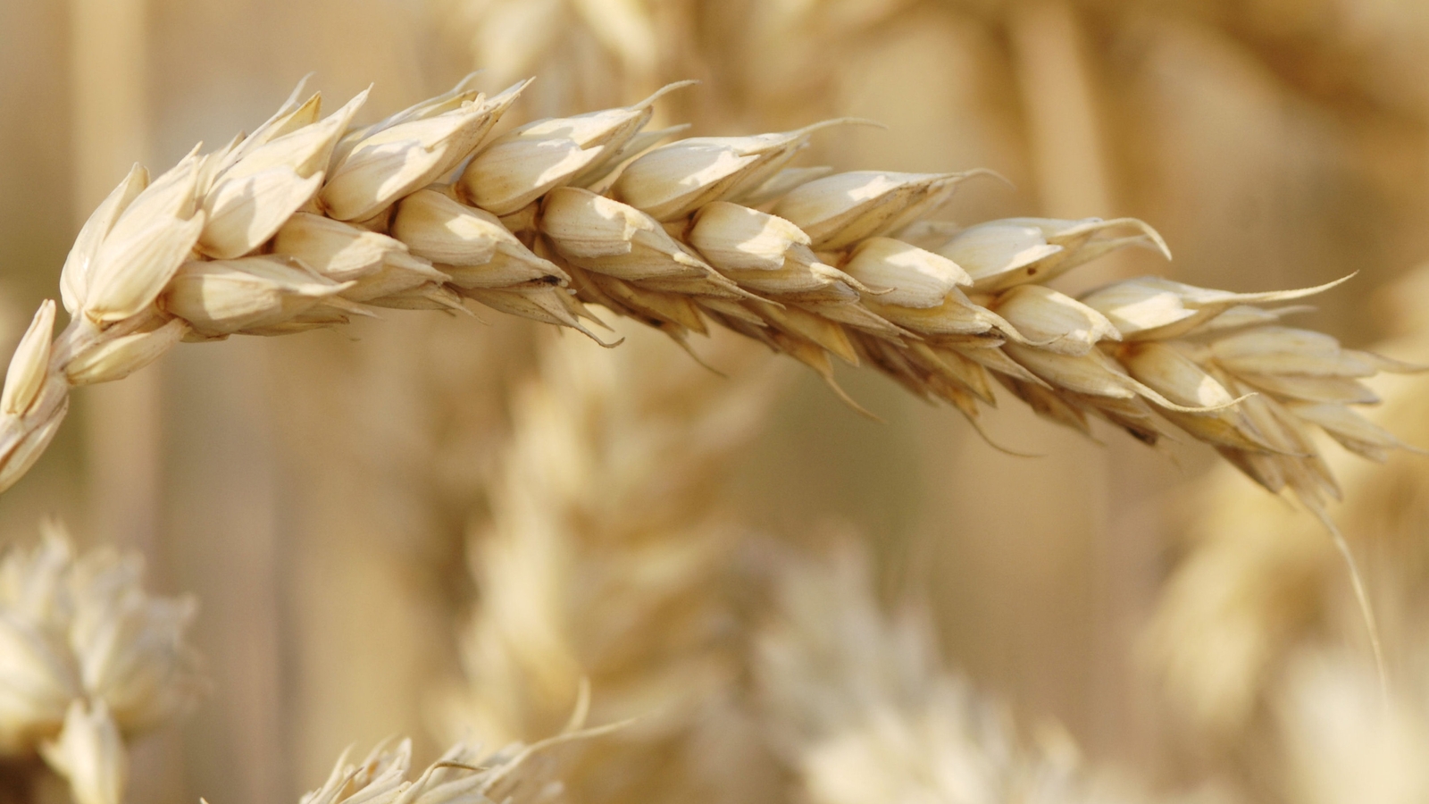Origin Enterprises in all-Ireland grain deal