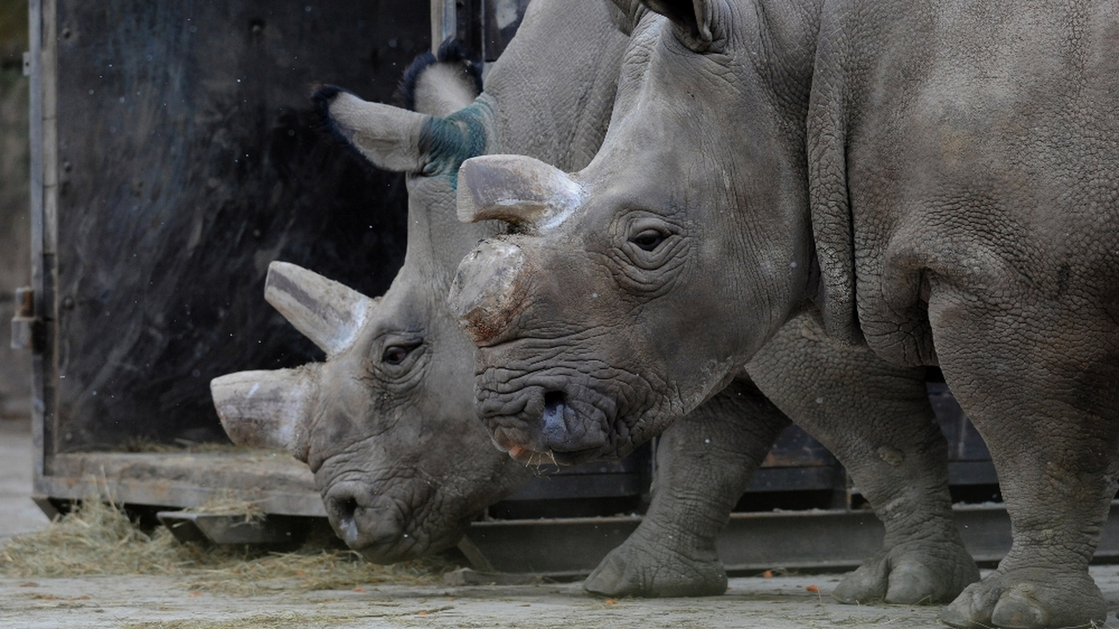 Stem cell zoo may help endangered species