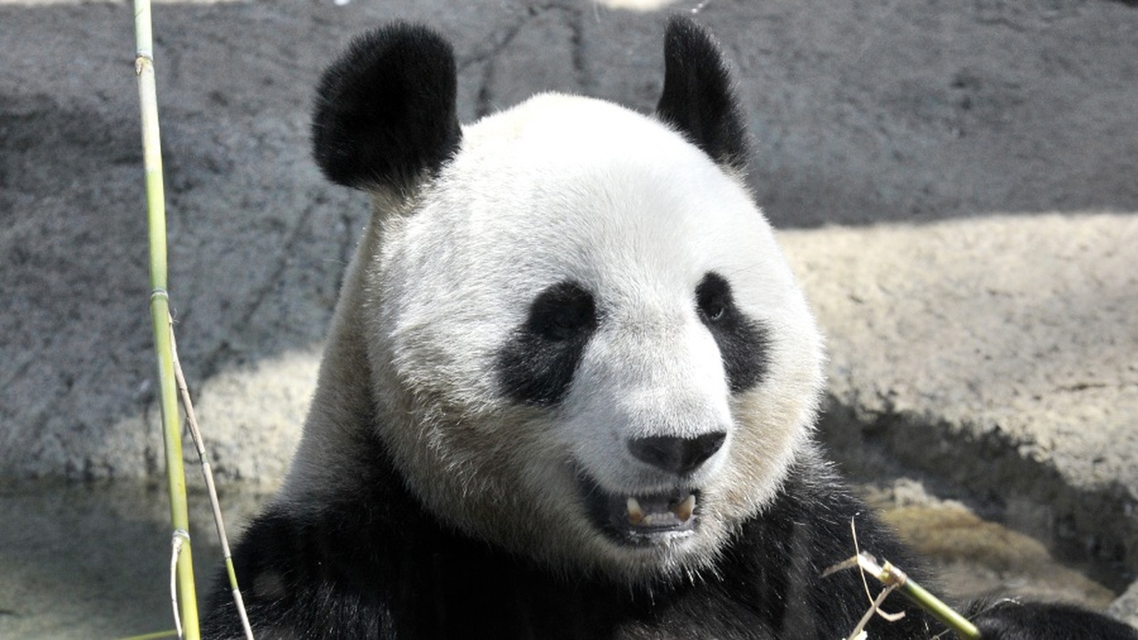 Greek crisis delays transfer of pandas