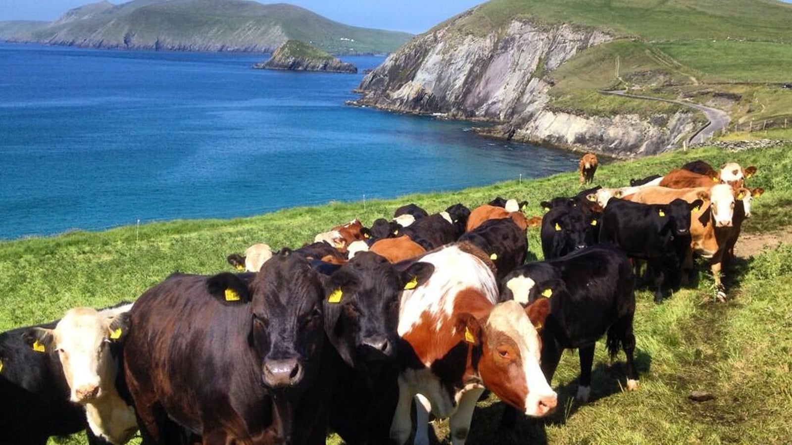 How do cows deal with the heat?