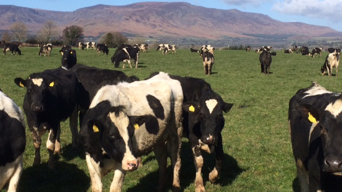 Farewell to milk quotas | Drivetime - RTÉ Radio 1