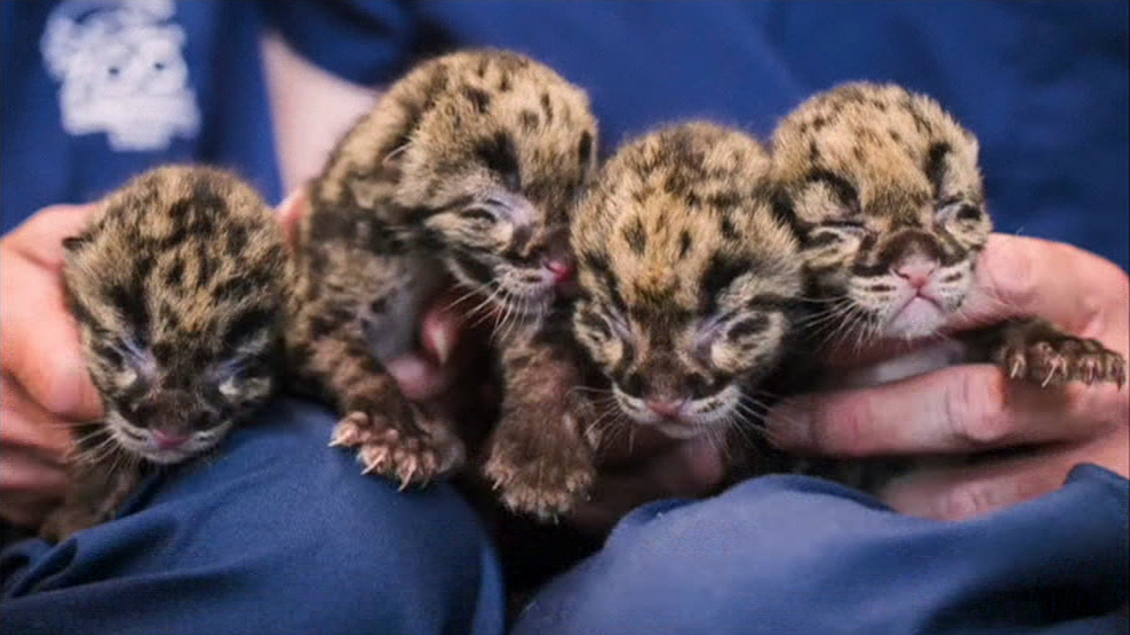 Four extremely rare leopards born in US zoo