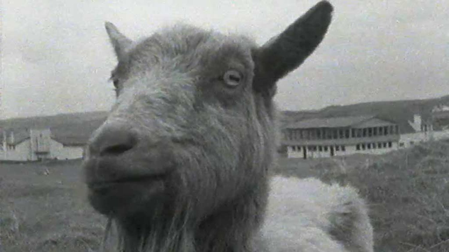 RTÉ Archives | Environment | Weather Forecasting Goats