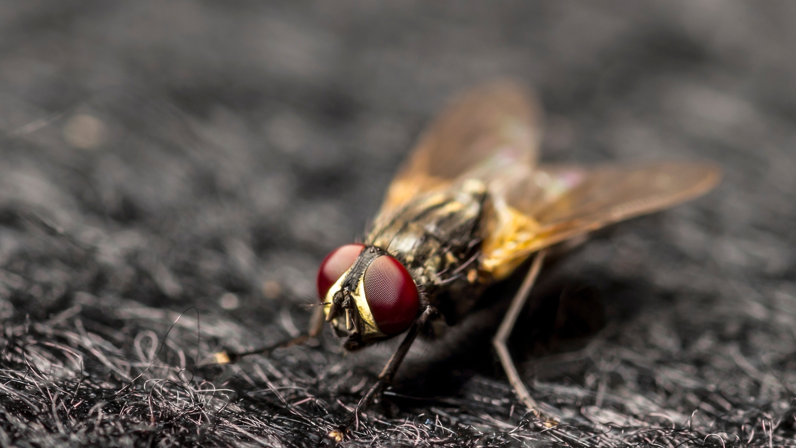 Buzz Off! 8 Tips to rid your home of flies