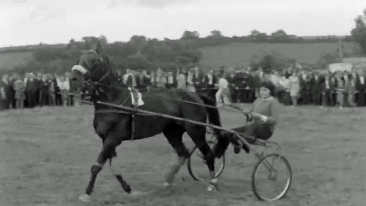 RTÉ Archives | Sports | Sulky Racing