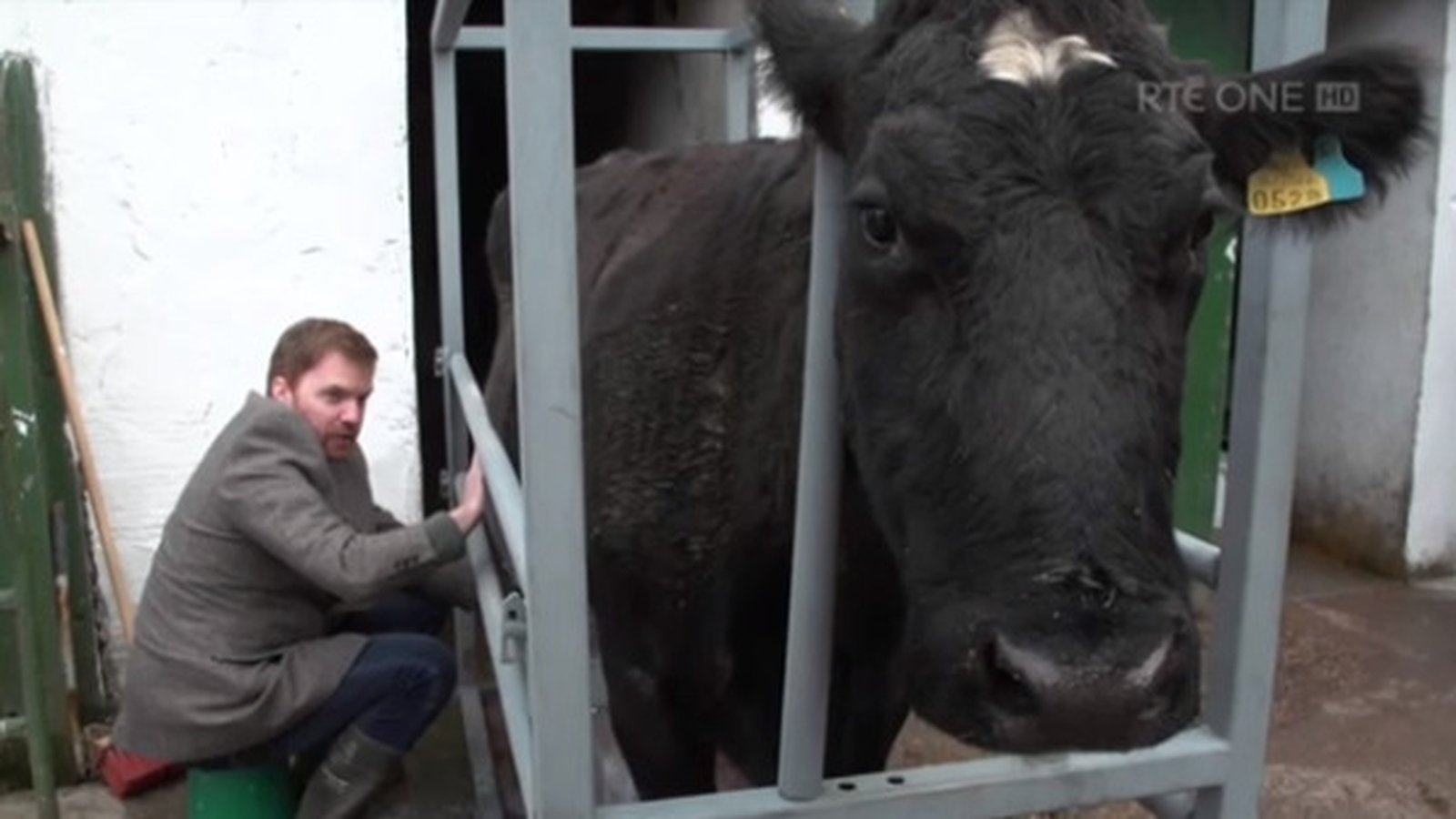 Watch: Bernard O'Shea tries a new tactic in 'Pull the Udder One'