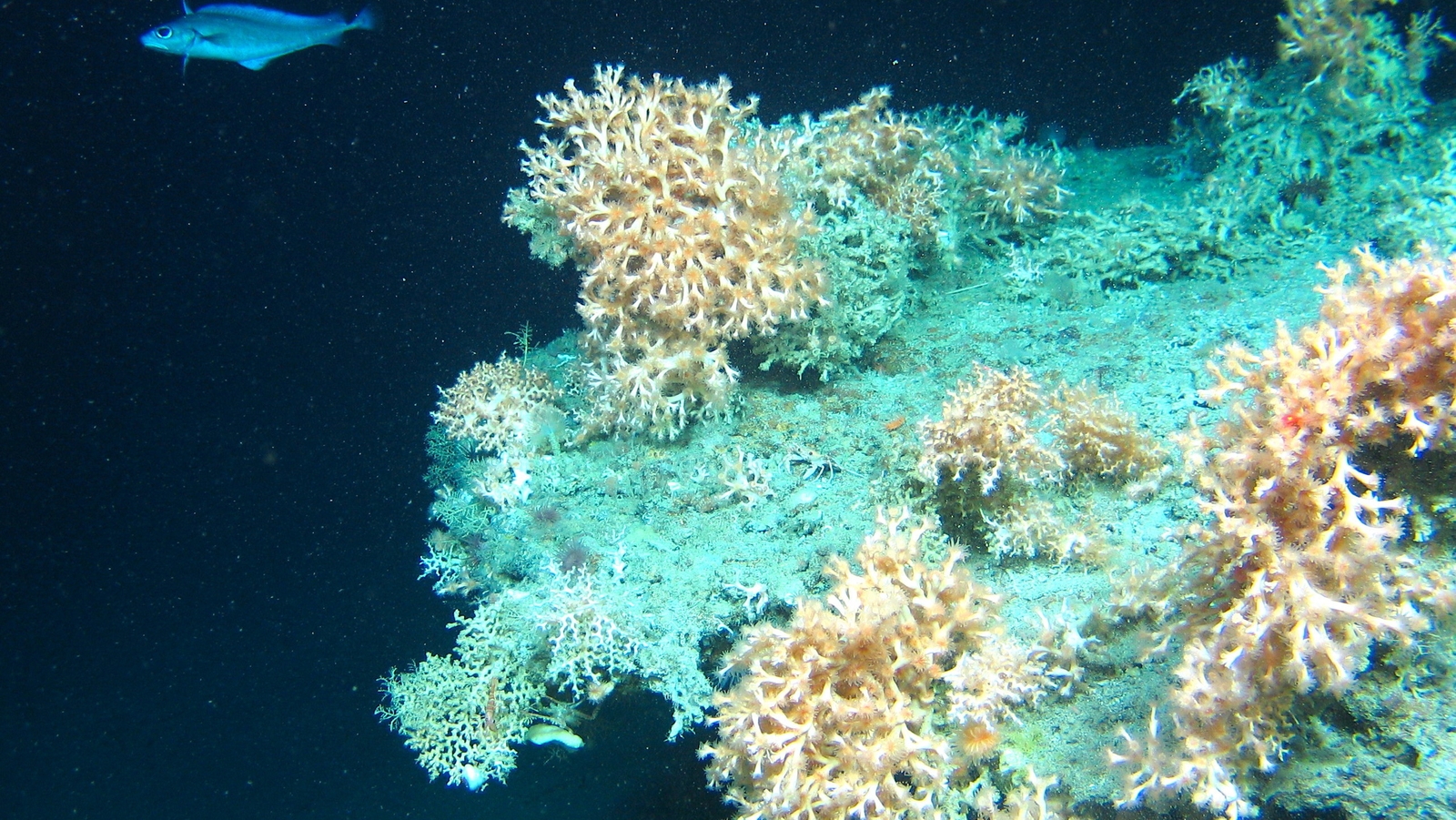 Rare coral uncovered in Irish waters
