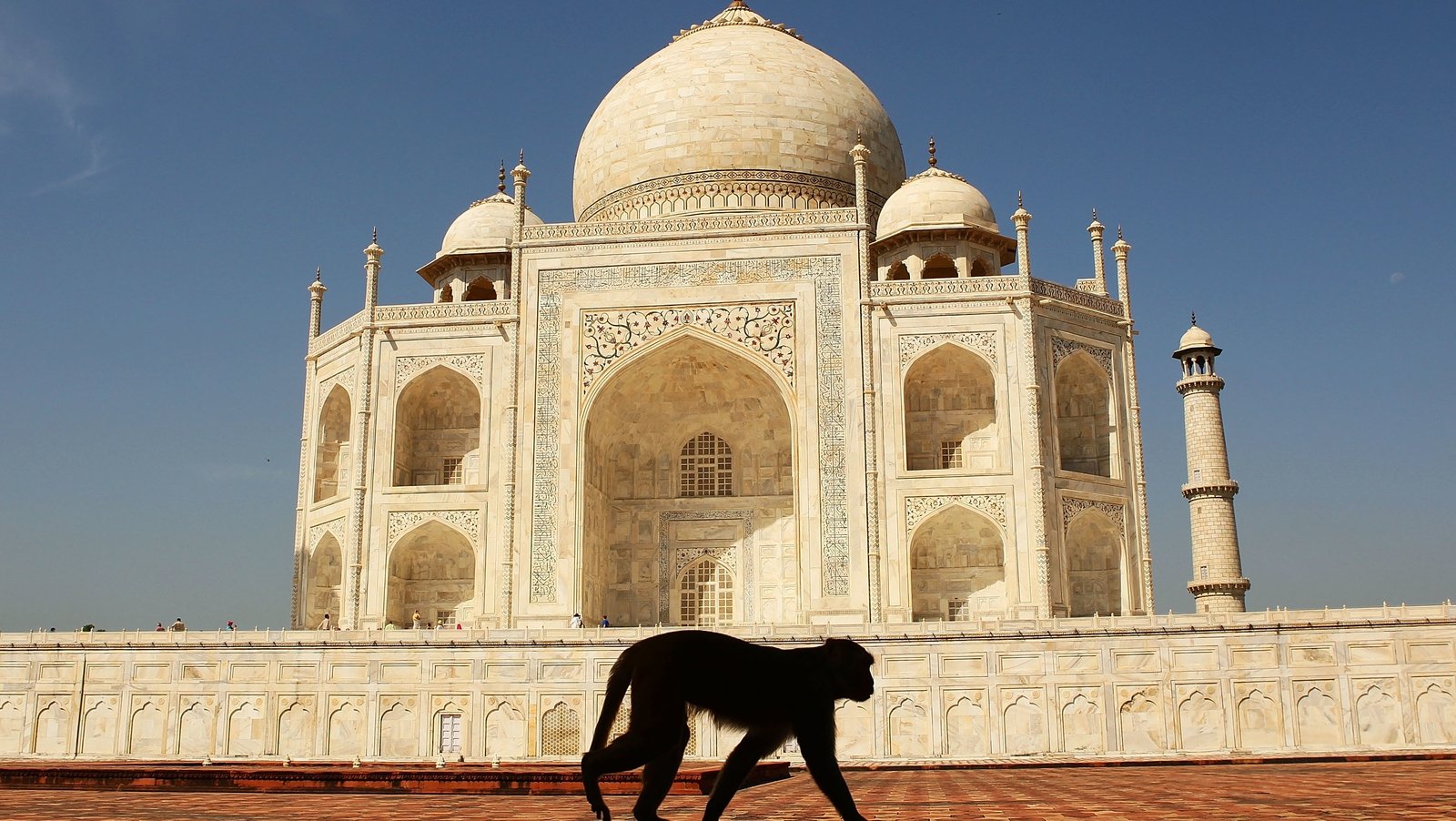 Indian police get tough on monkeys at Taj Mahal
