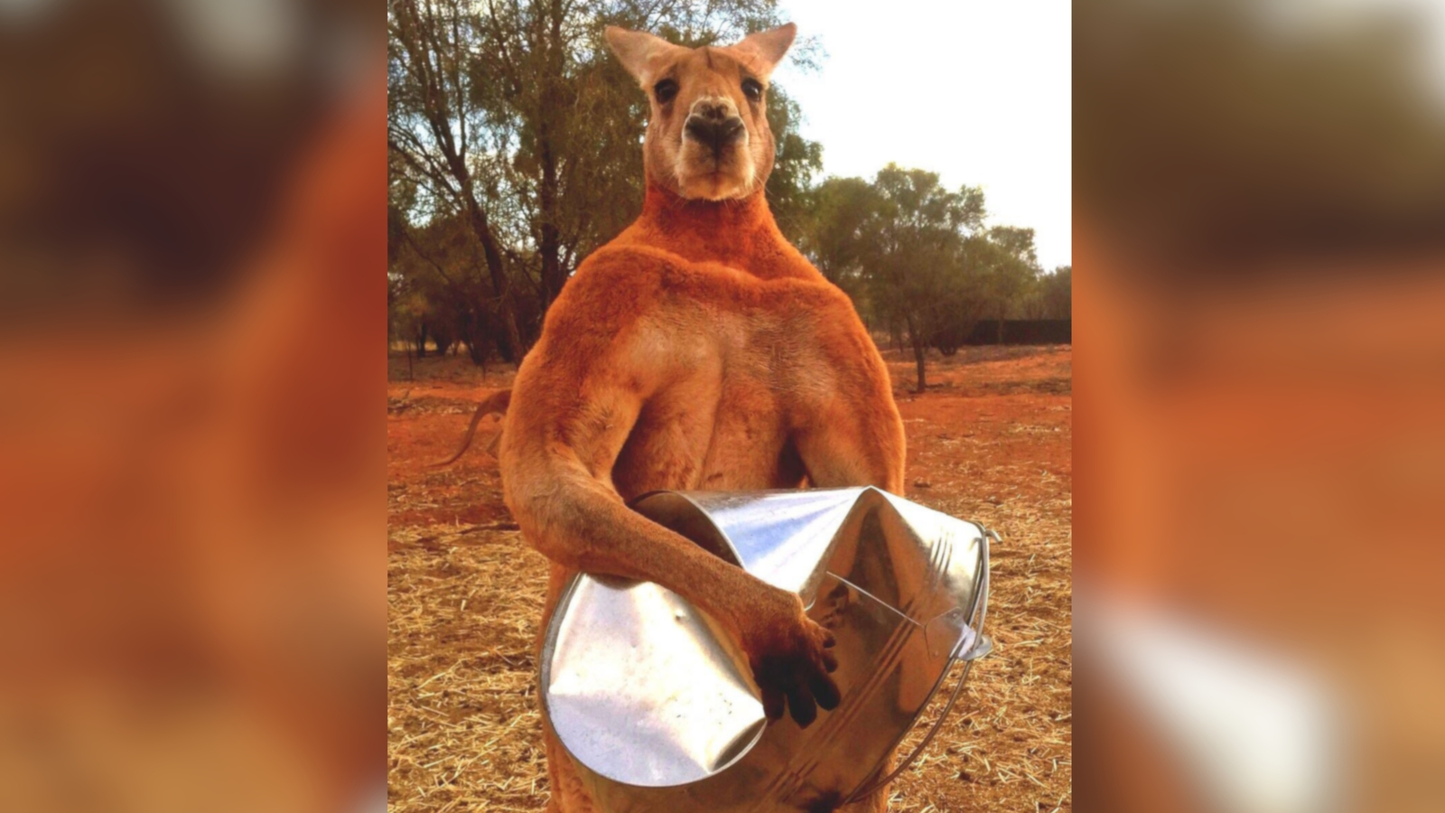 Internet sensation Roger the Buff Kangaroo dies