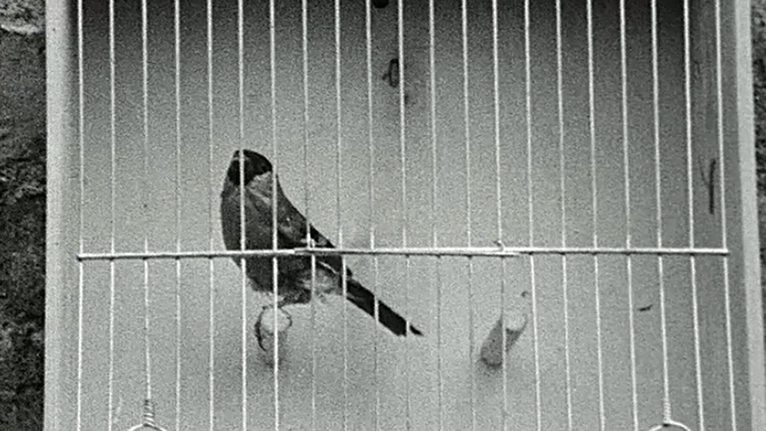 RTÉ Archives | Environment | Dublin Bird Market