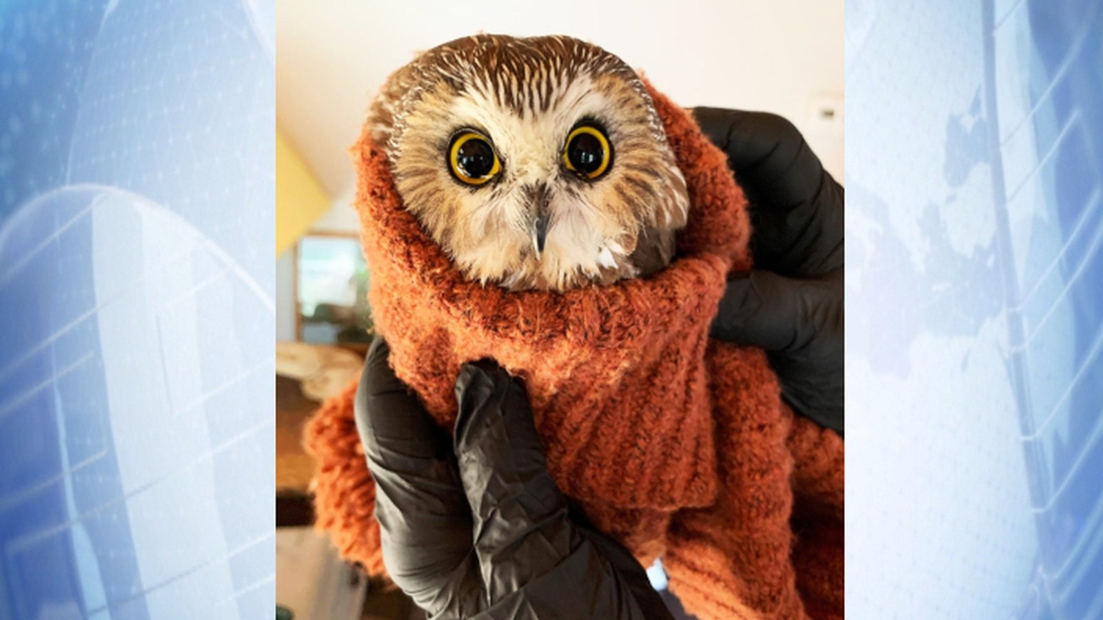 Tiny owl freed after days in Rockefeller Christmas Tree