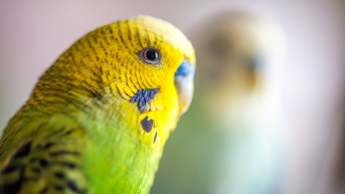 As the UK sees a rise in exotic ‘Parakeets’ we take a look at invasive ...
