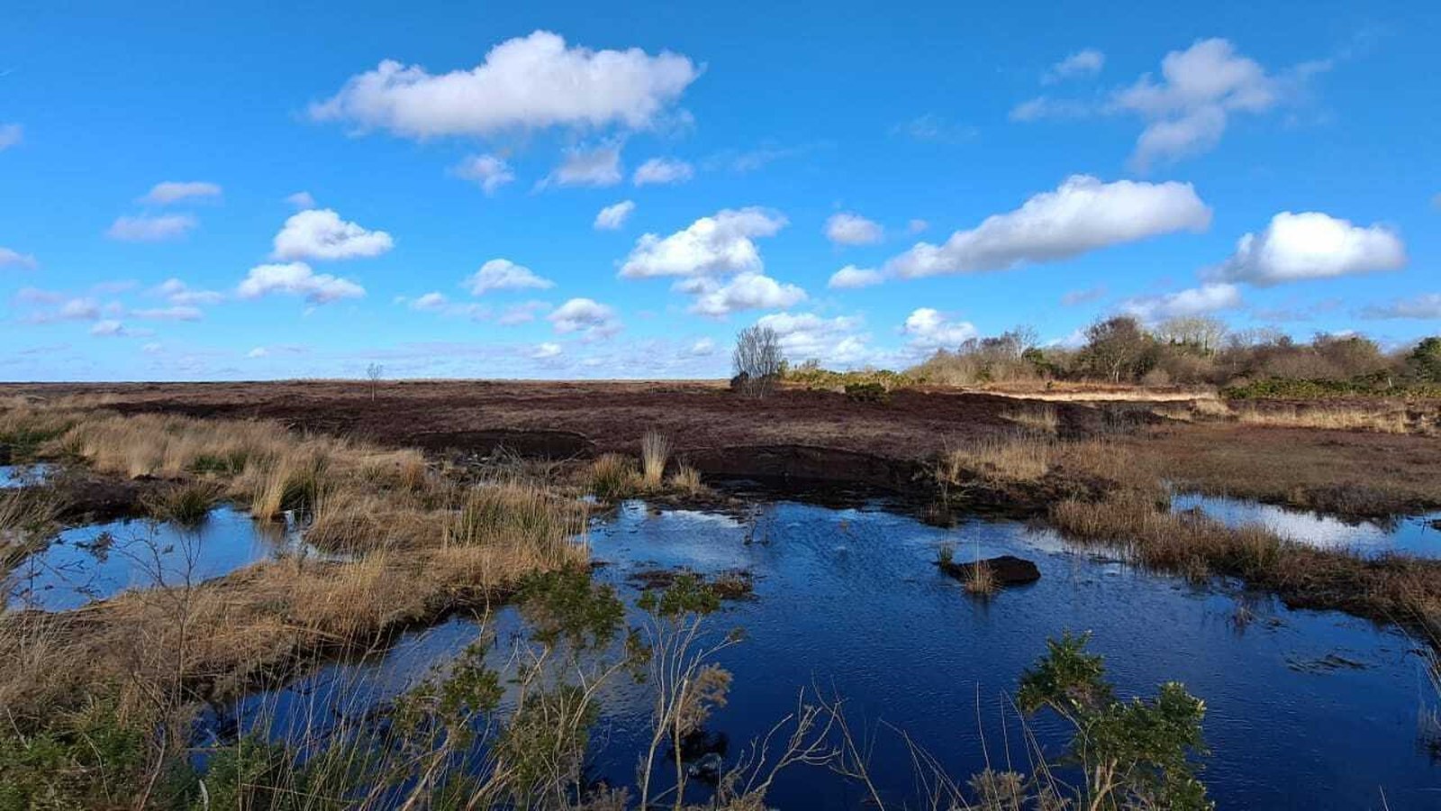 Galway groups showcase benefits of bog restoration