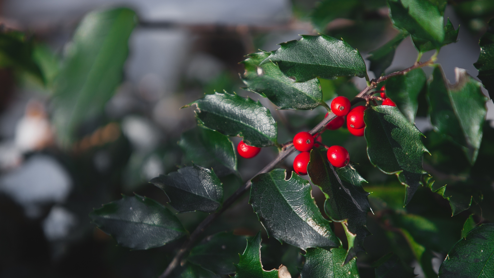 More to mistletoe than meets the eye (and lips)