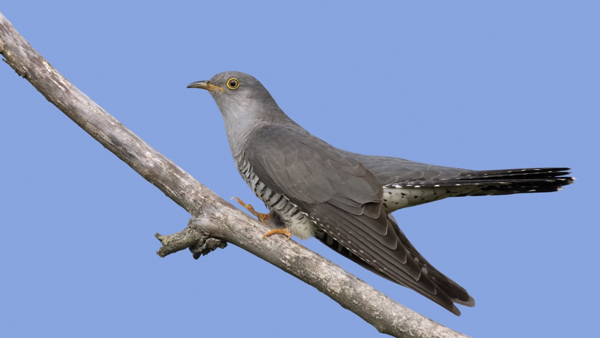 We are often accused of going Cuckoo . . . but in February? | Mooney ...