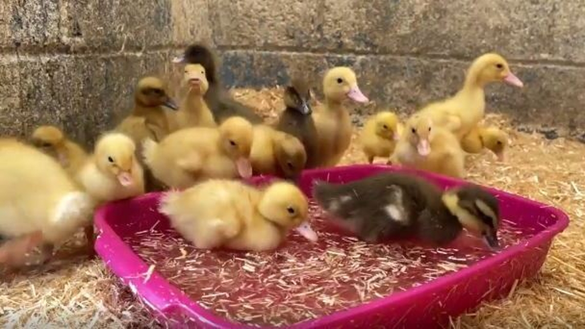 Niall Hatch - Ducklings | The Ray D'Arcy Show - RTÉ Radio 1