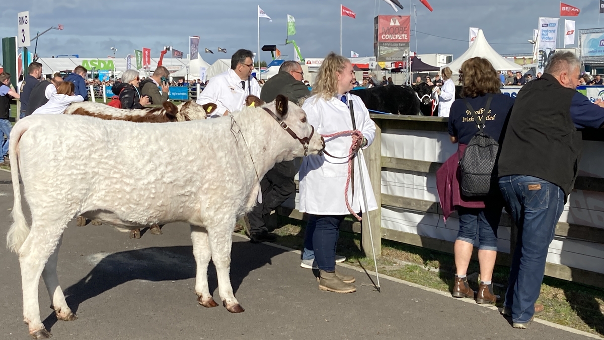 Primping, preening & posturing lisvestock at Balmoral | CountryWide ...