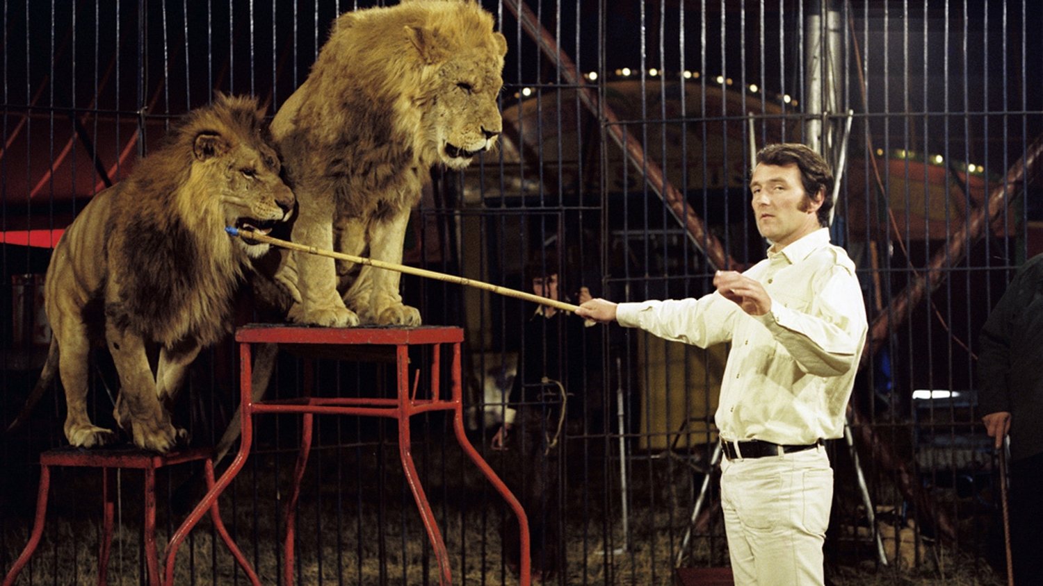 RTÉ Archives | Entertainment | Mike Murphy Lion Tamer