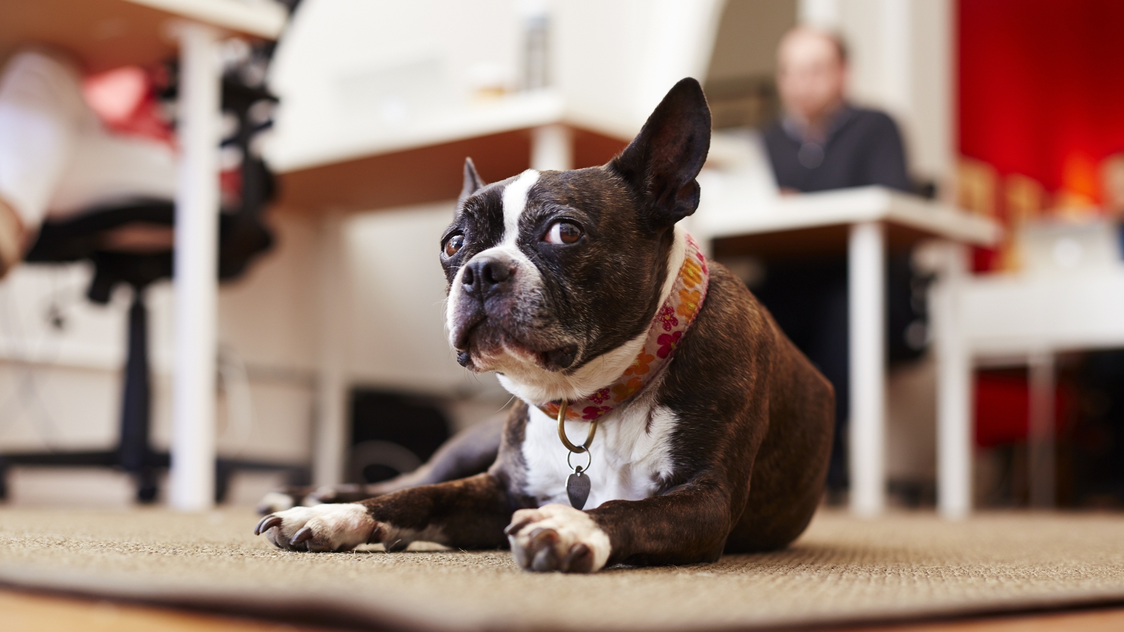 'Canine colleagues' can help boost morale, productivity