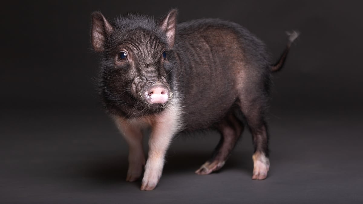 Rashers | The Ryan Tubridy Show - RTÉ Radio 1