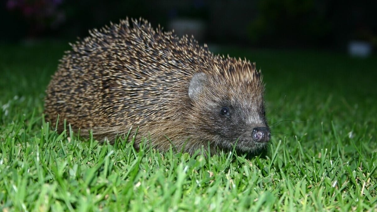 Mooney Goes Wild | Mooney Goes Wild - RTÉ Radio 1