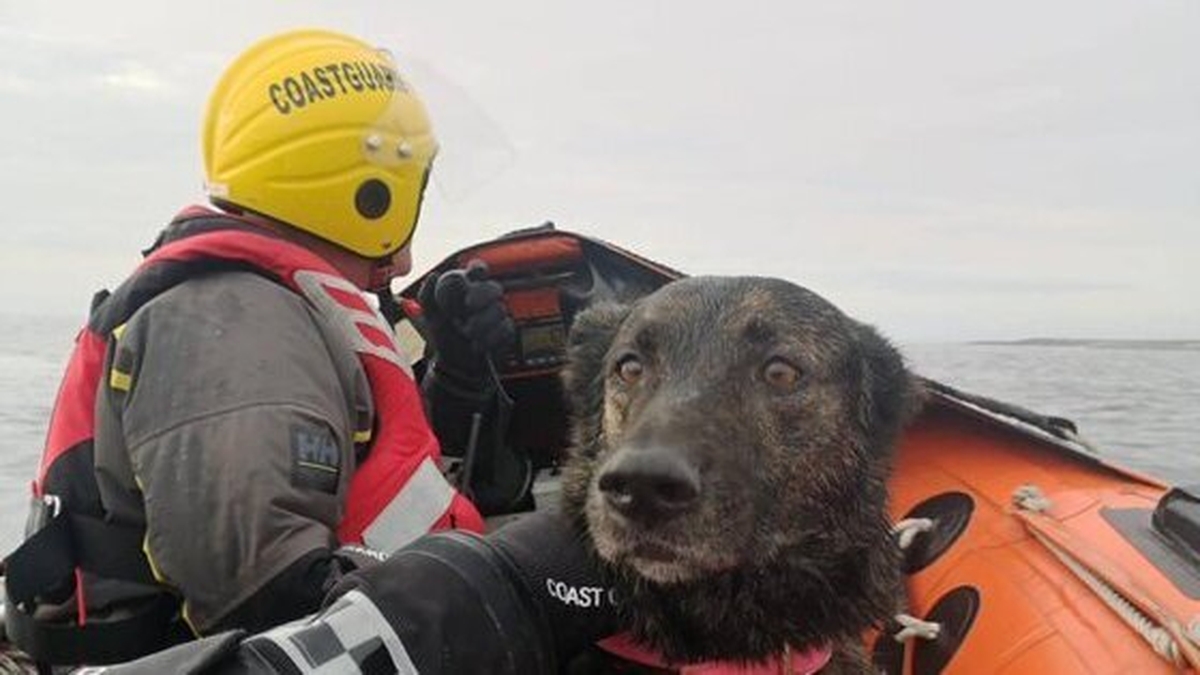 Dog rescued after falling from 75ft cliff | Morning Ireland - RTÉ Radio 1