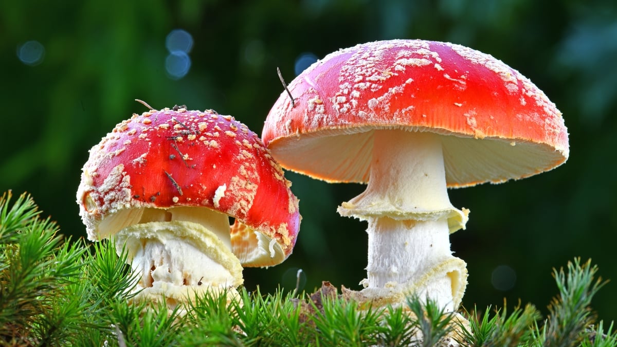 Mooney Goes Wild Monday 17 October 2022 - Mooney Goes Wild