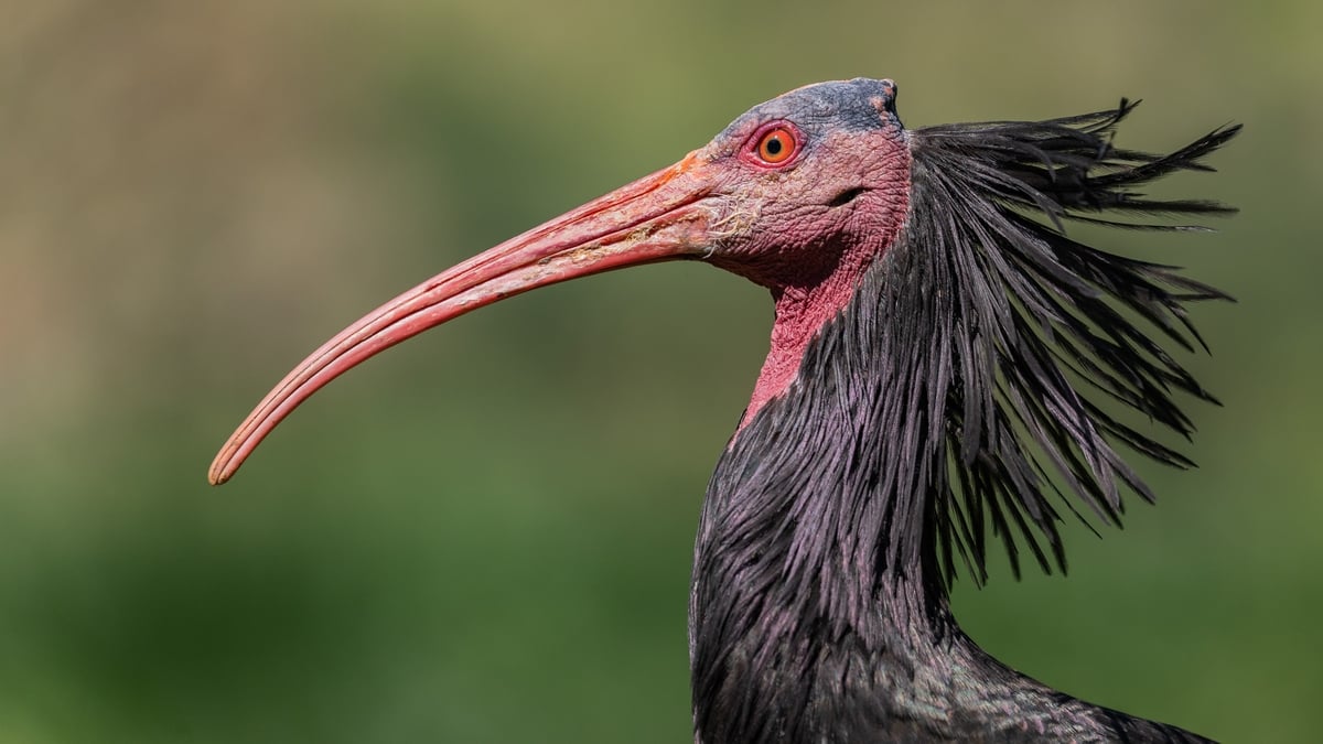 Mooney Goes Wild Monday 21 November 2022 - Mooney Goes Wild