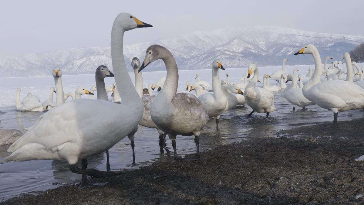 Mooney Goes Wild Monday 27 March 2023 - Mooney Goes Wild