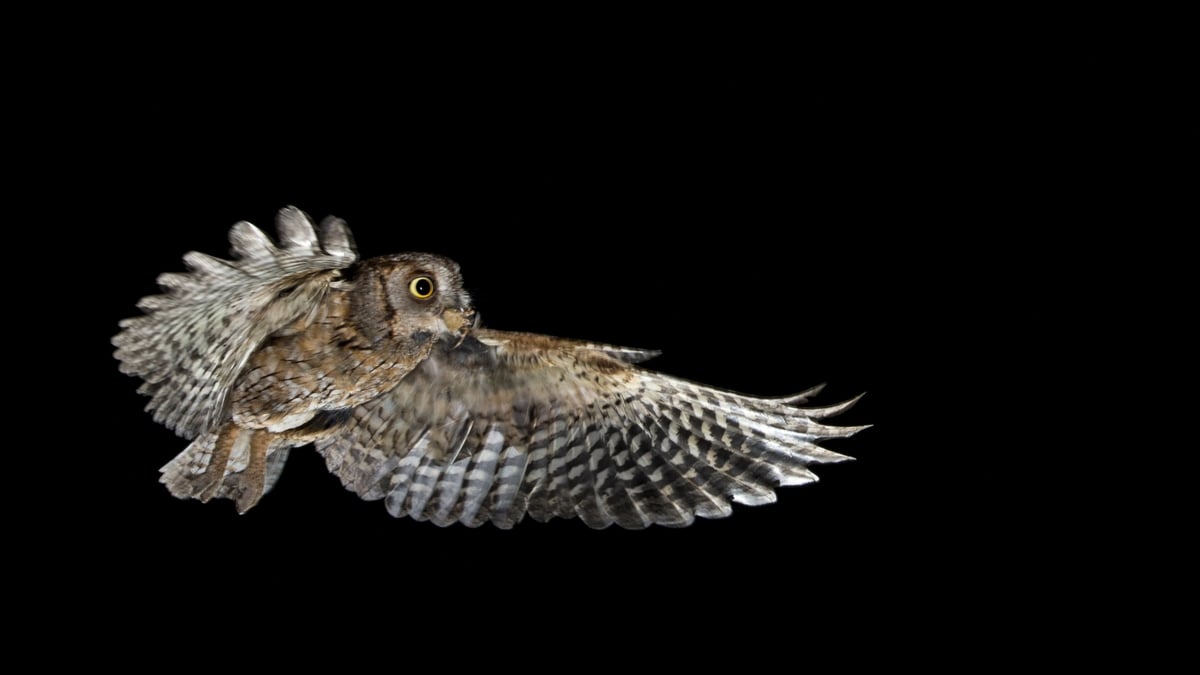 A French owl that sounds like a truck? | Mooney Goes Wild - RTÉ Radio 1