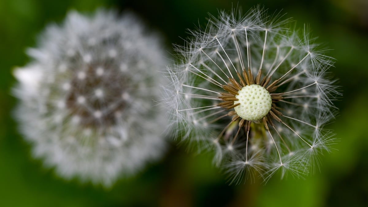 Pollen Bomb on the way | Drivetime - RTÉ Radio 1