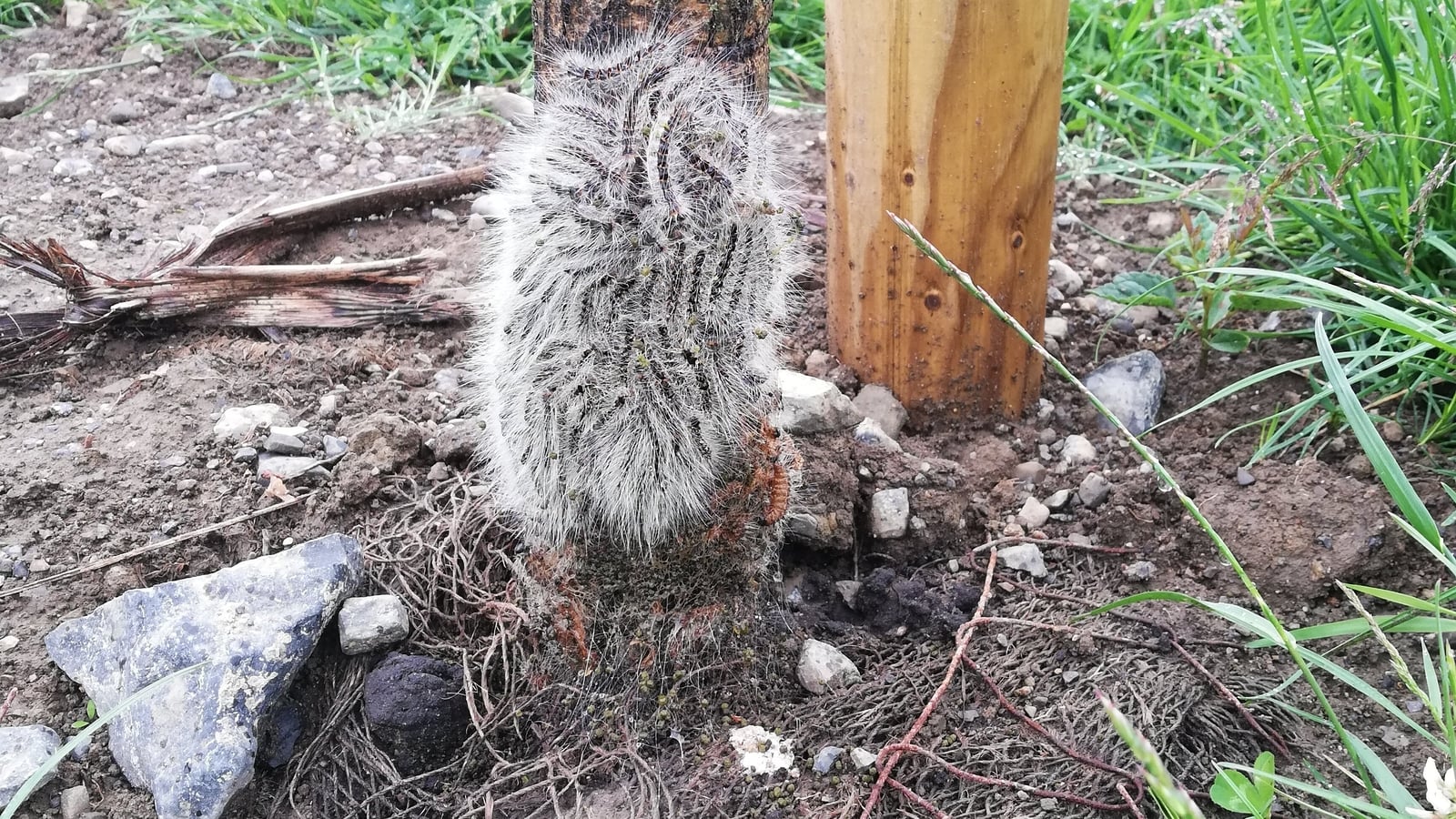 Warning after invasive species of moth found in Ireland