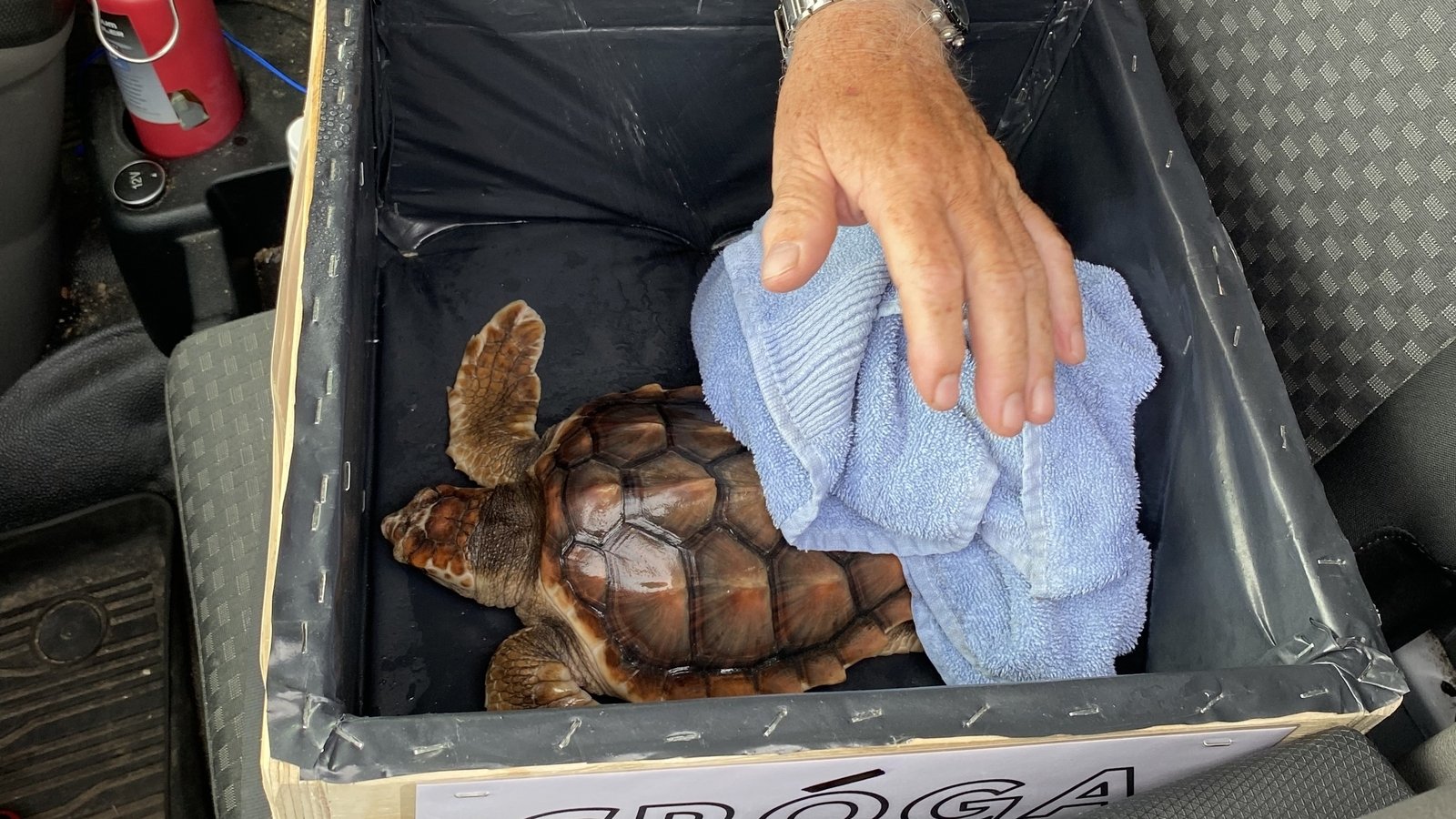 Navy to return 'miracle' turtle to warmer waters