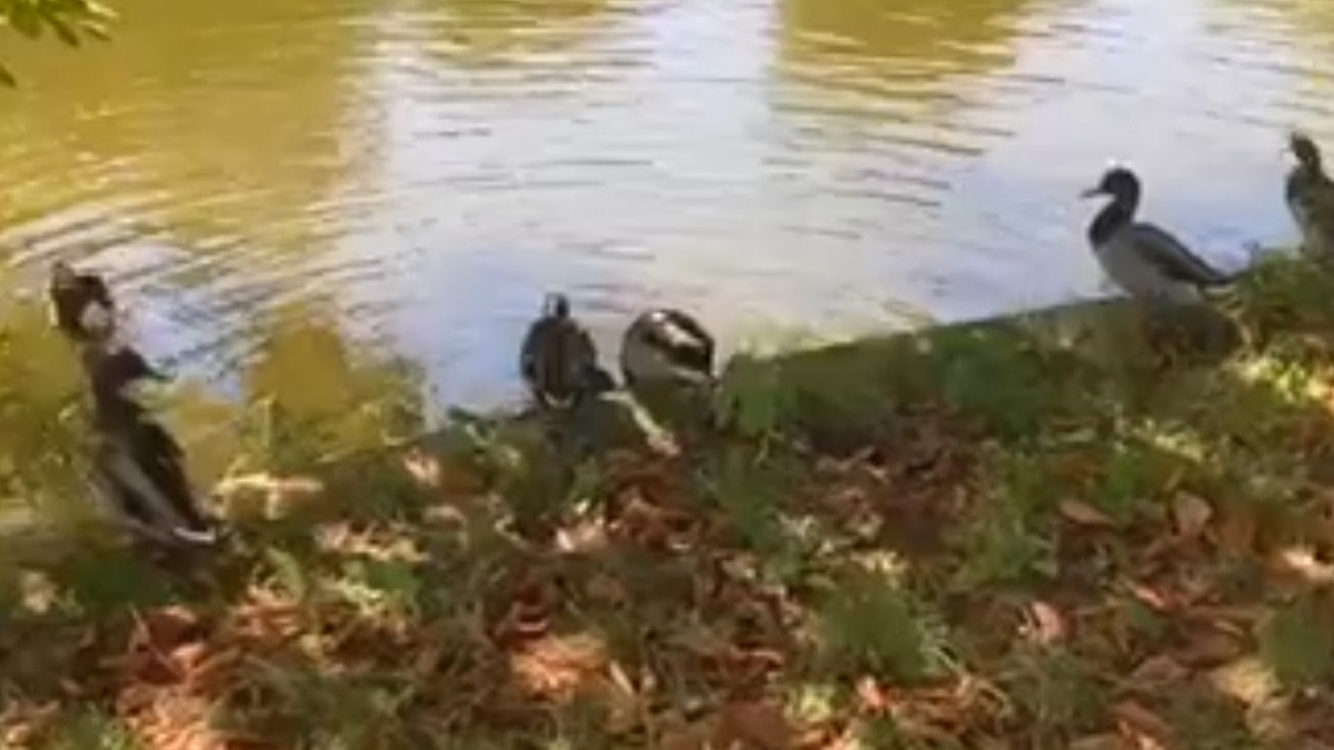 Ducks gone quackers! | Mooney Goes Wild - RTÉ Radio 1