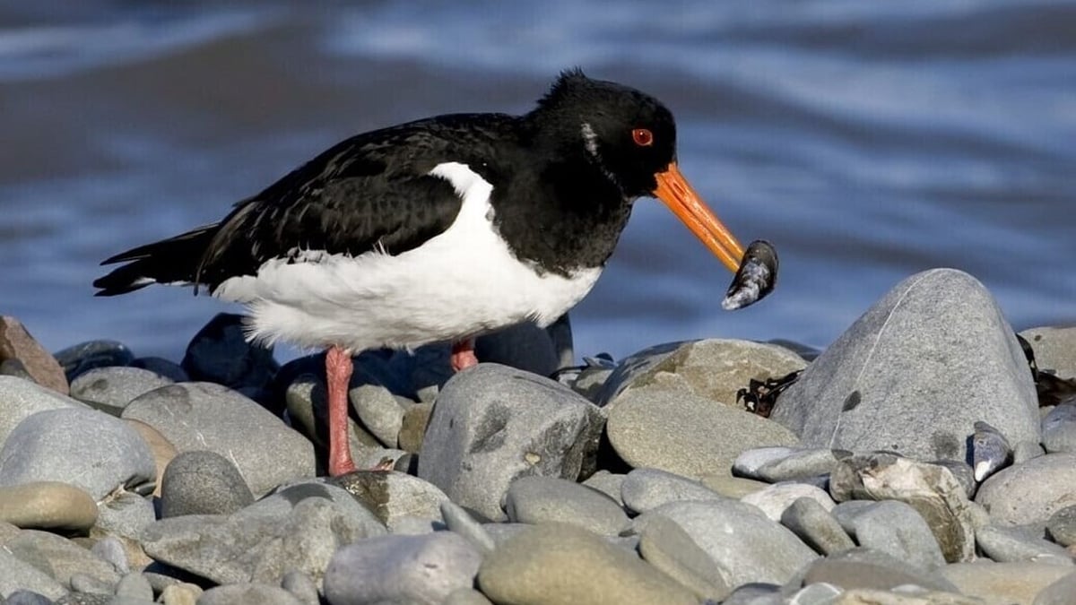 Mooney Goes Wild Monday 14 October 2024 - Mooney Goes Wild