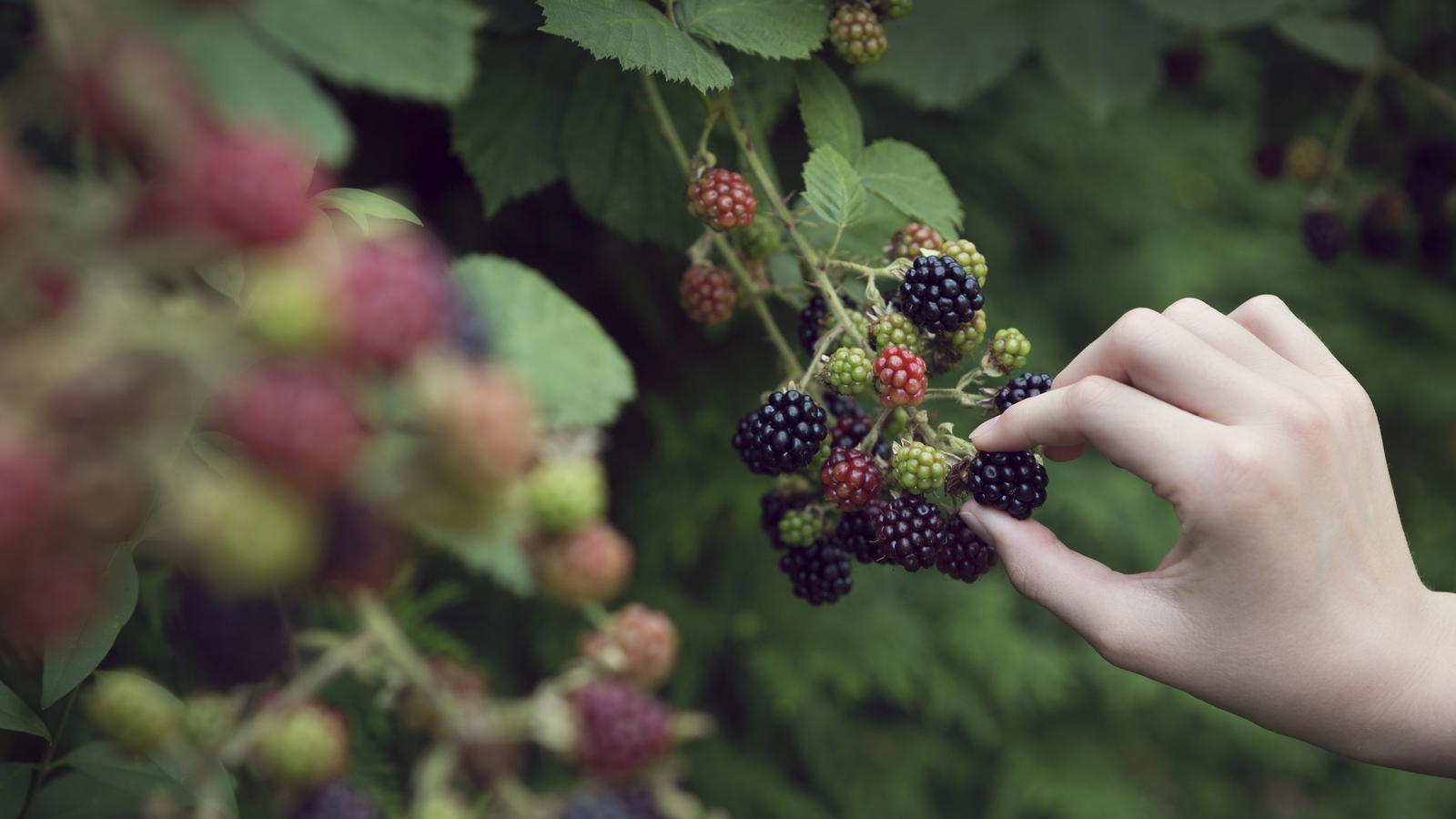 Meet the couple making wine out of Irish berries in Wicklow