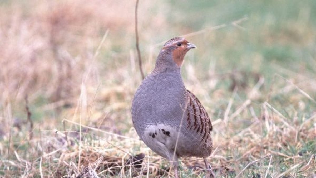 Mooney Goes Wild Monday 25 December 2023 - Mooney Goes Wild