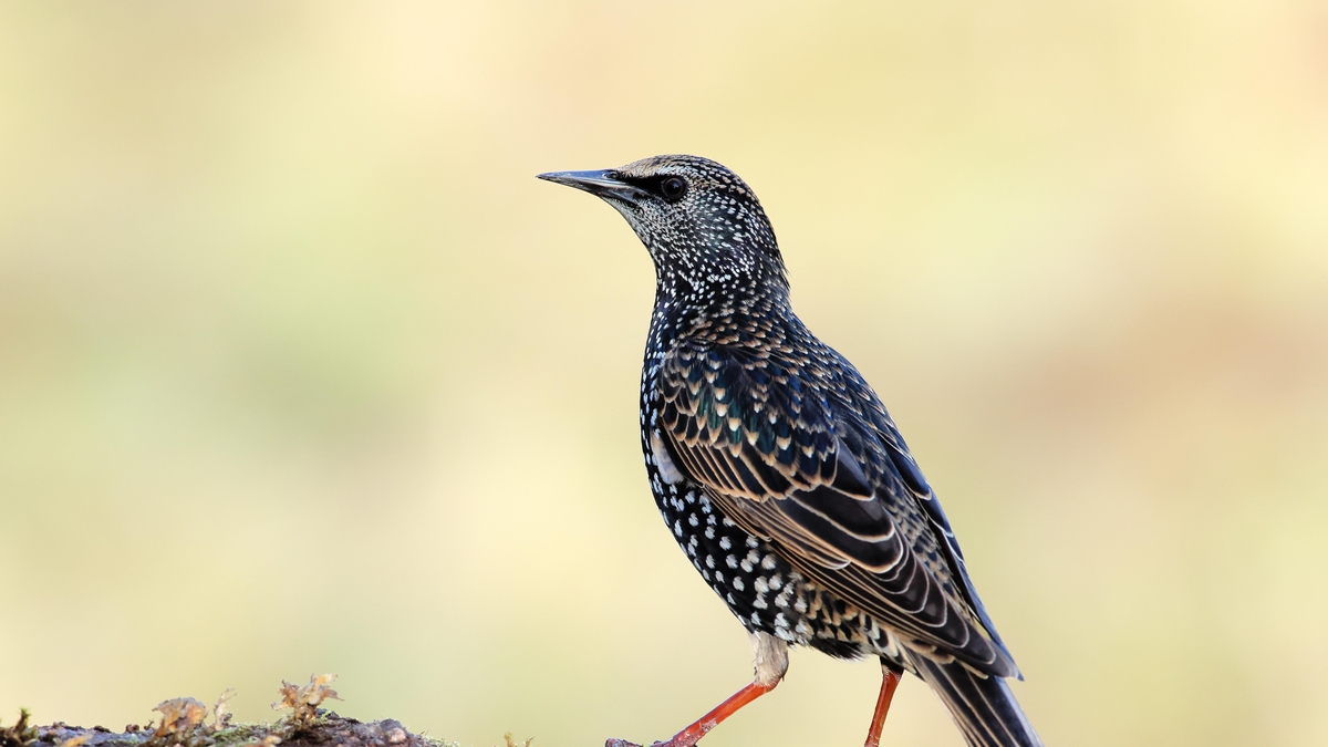 Mooney Goes Wild Monday 8 January 2024 - Mooney Goes Wild