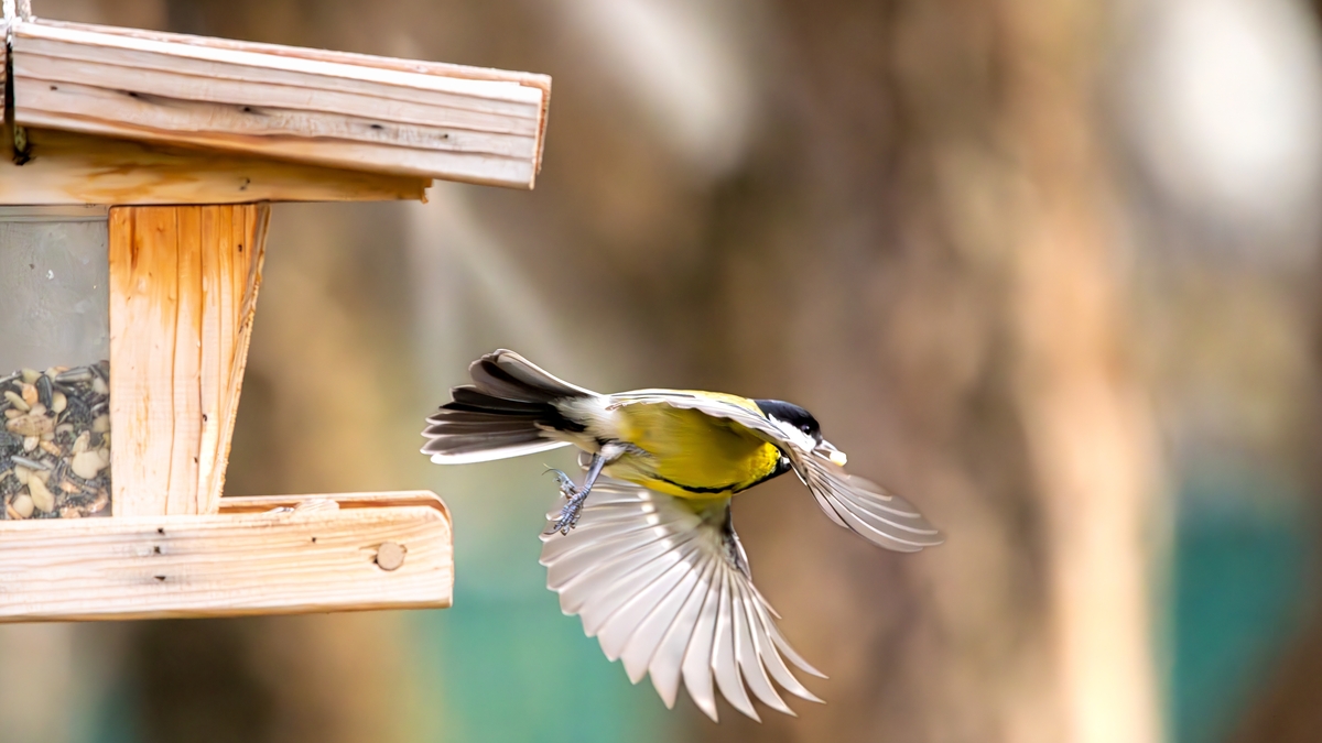 Jim Wilson looks forward to our Great Big Garden Birdwatch | Mooney ...