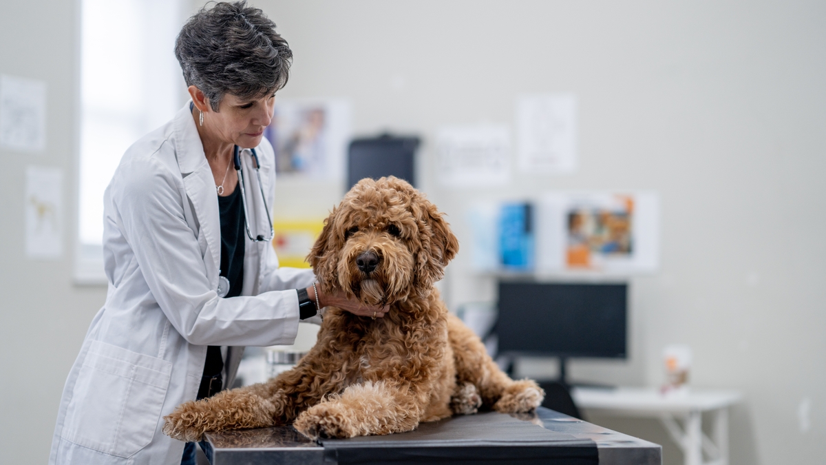 Expensive Vet Fees | Liveline - RTÉ Radio 1