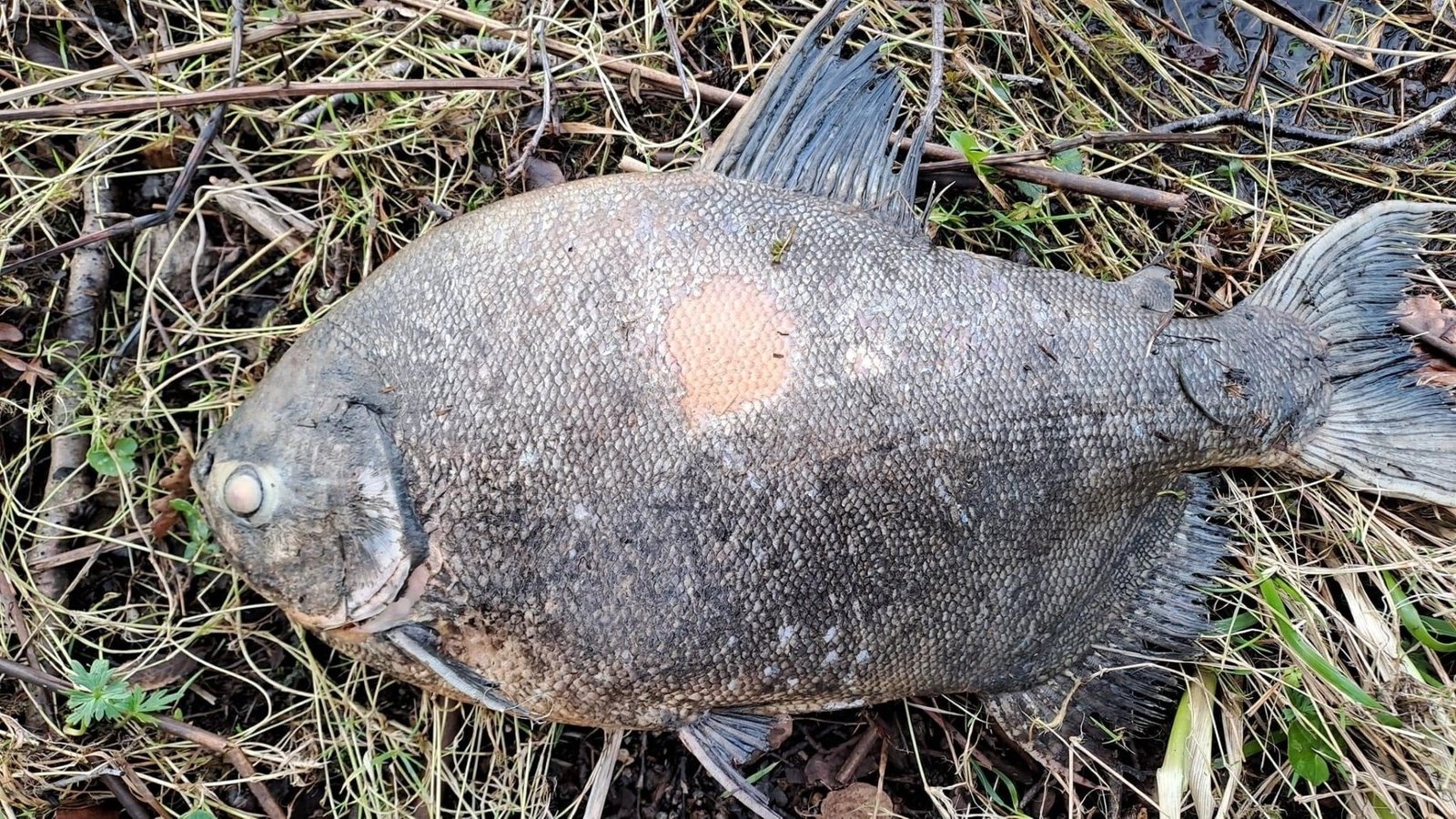 Pacu fish, native to the Amazon, found in Lough Garadice