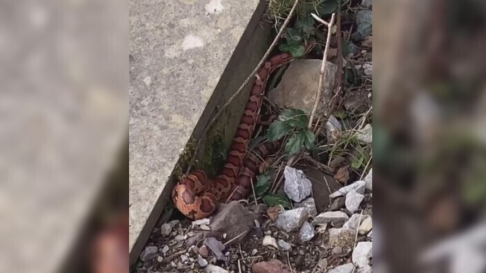 Watch: Snake spotted slithering along Cork rail line