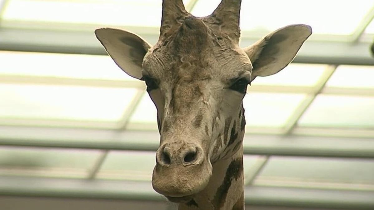 Dead Zoo Lab opens in Dublin | Morning Ireland - RTÉ Radio 1