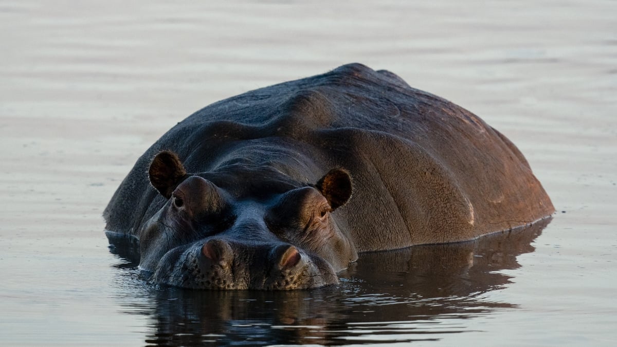 Mooney Goes Wild Monday 5 August 2024 - Mooney Goes Wild