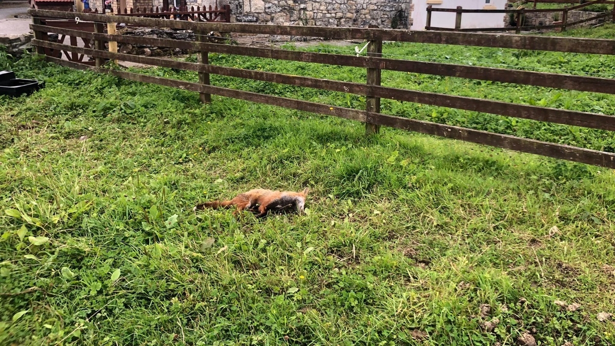 Fox Shot Outside My House | Liveline - RTÉ Radio 1
