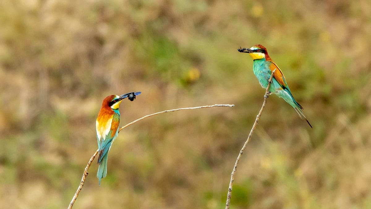 Mooney Goes Wild | Mooney Goes Wild - RTÉ Radio 1