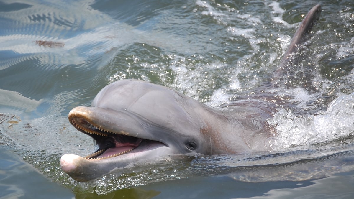 Dolphin solar pinger being used to control Dusty’s aggression | Today ...