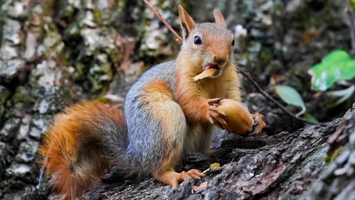 Mooney Goes Wild Monday 28 October 2024 - Mooney Goes Wild